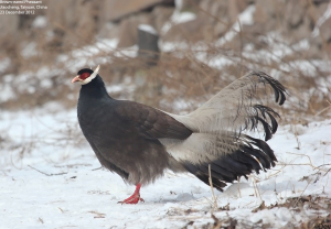 Brown Eared Pheasant, is it delicious?