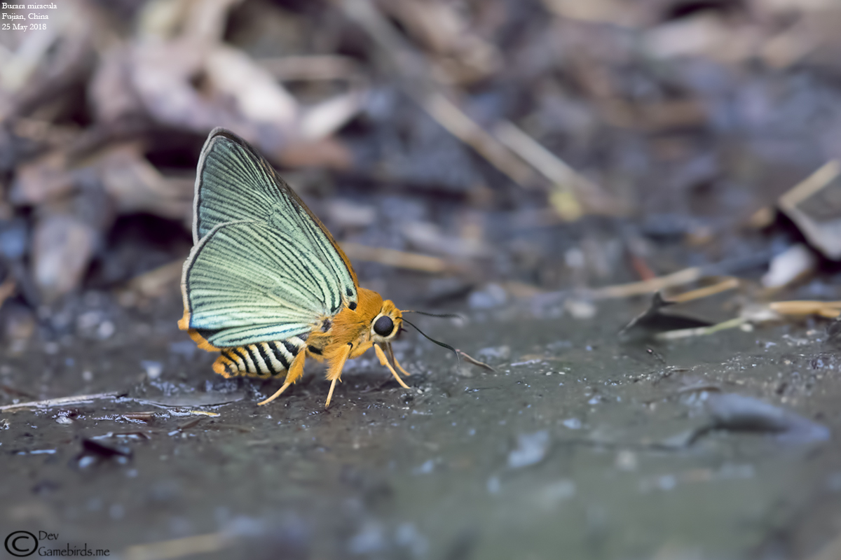 Fujian province and a bumper butterfly exploration trip