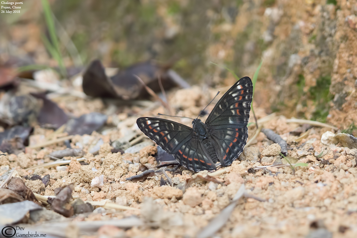 Fujian province and a bumper butterfly exploration trip