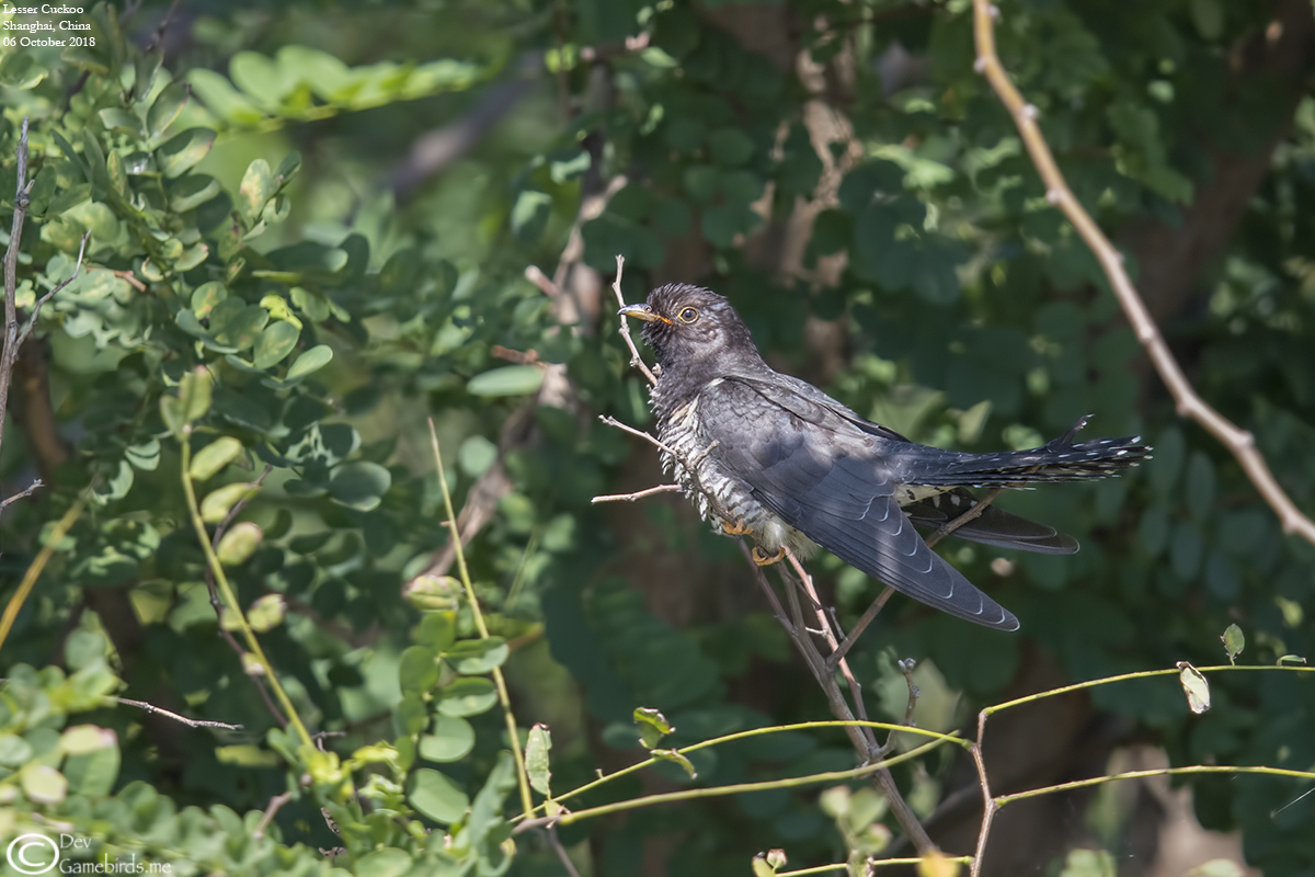 Old World Swallowtail - Butterfly in Spotlight and an awesome fall ...