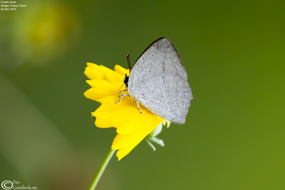 Fujian province and a bumper butterfly exploration trip