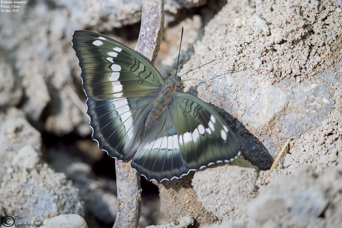 Fujian province and a bumper butterfly exploration trip