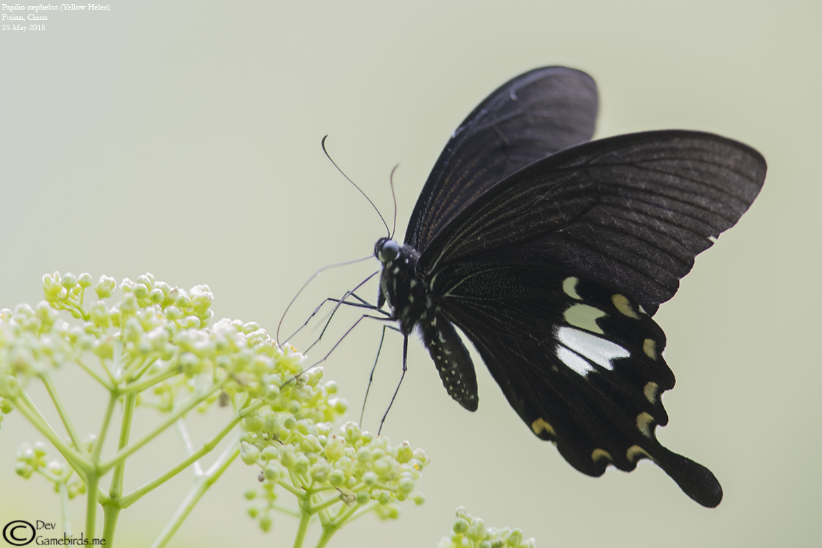 Fujian province and a bumper butterfly exploration trip