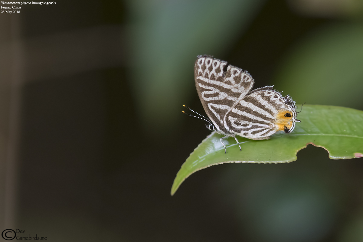 Fujian province and a bumper butterfly exploration trip