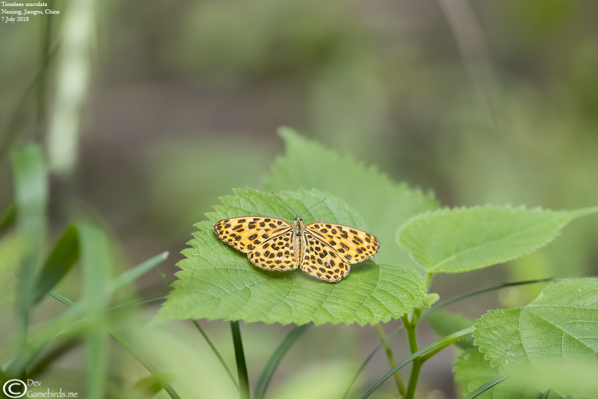 Nanjing Impressions : Food, Birds and Chinese Luehdorfia