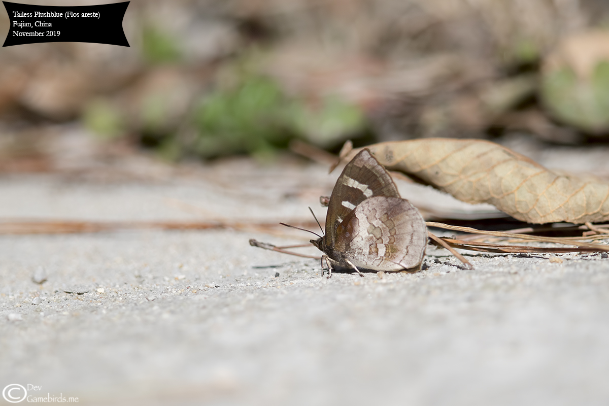 Cabot's Tragopan and a Weekend full of Endemic Pheasants in Fujian
